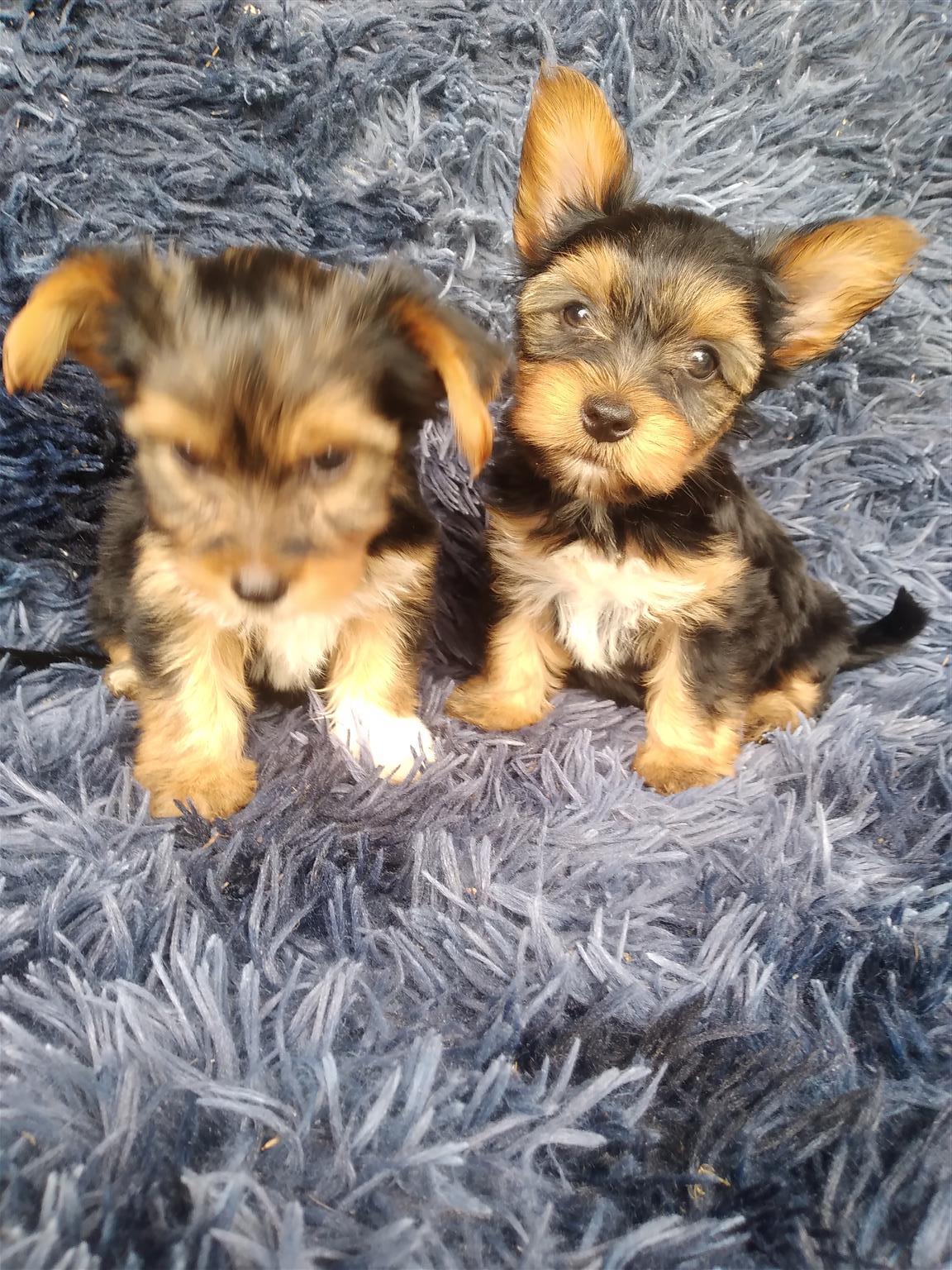 Beautiful yorkie puppies | Junk Mail Marketplace