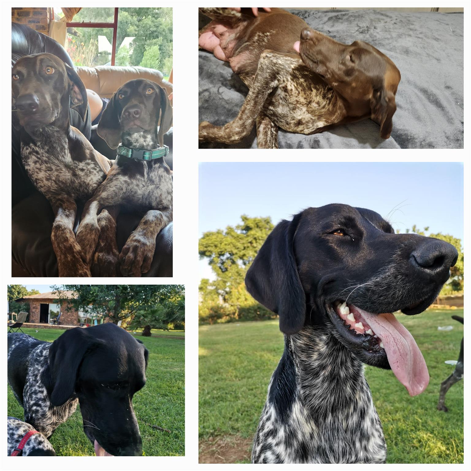 GSP puppies | Junk Mail Marketplace