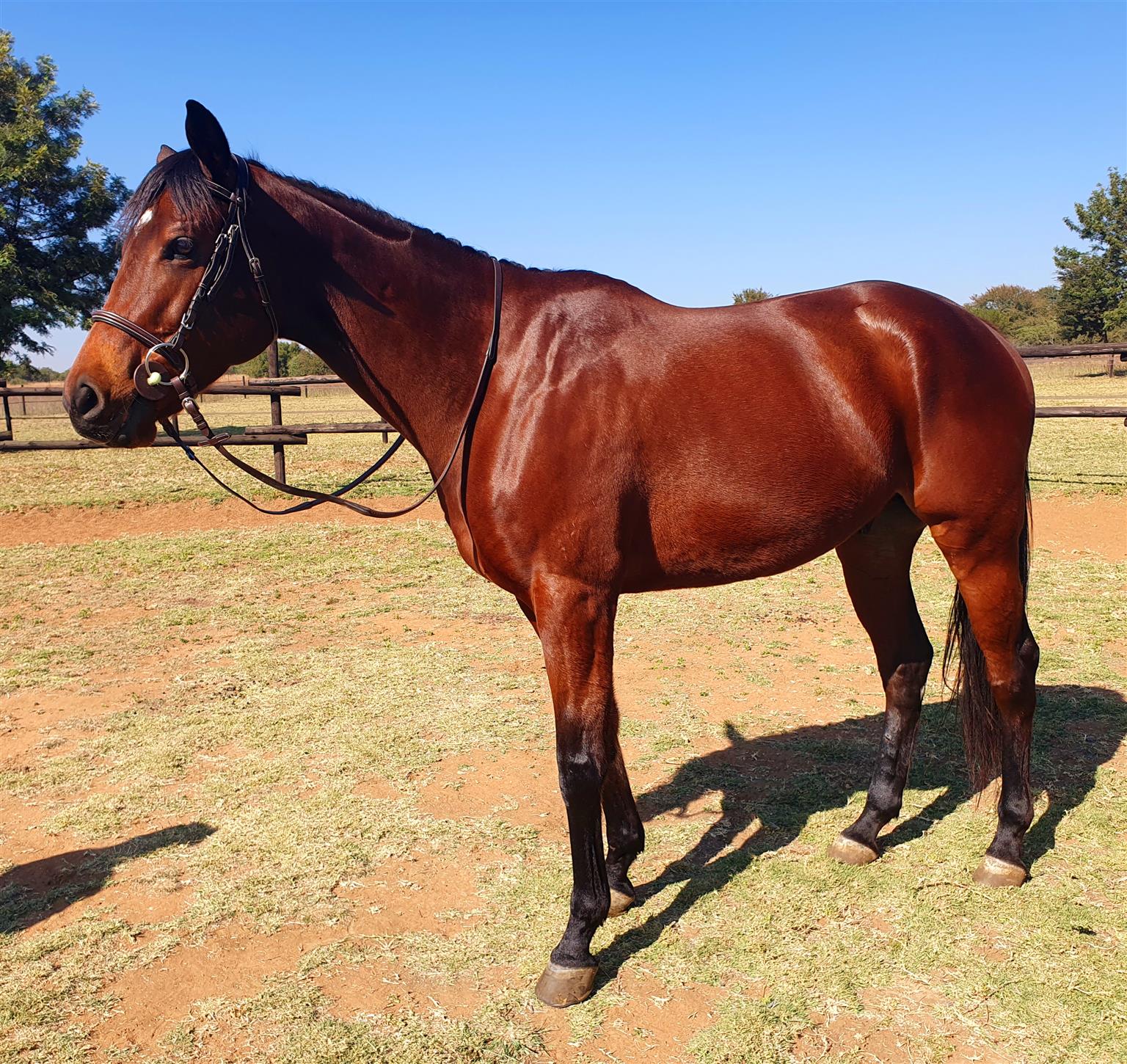 TB Gelding for sale - Gone in Time | Junk Mail