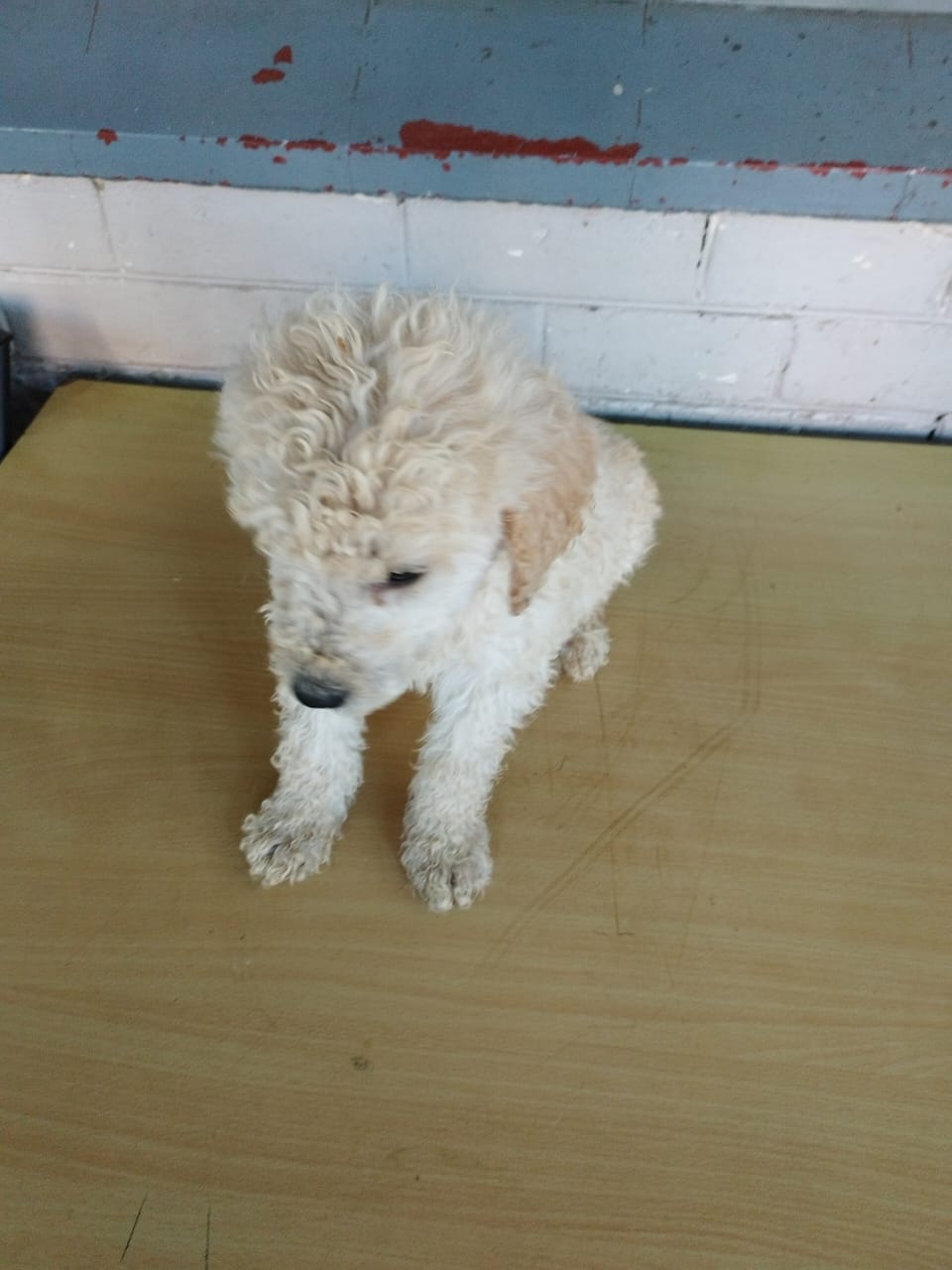 Standard French poodle | Junk Mail Marketplace