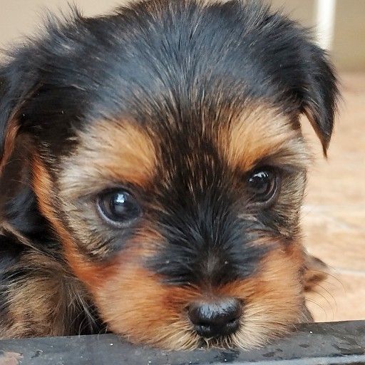 Pure Breed Yorkie Puppys | Junk Mail