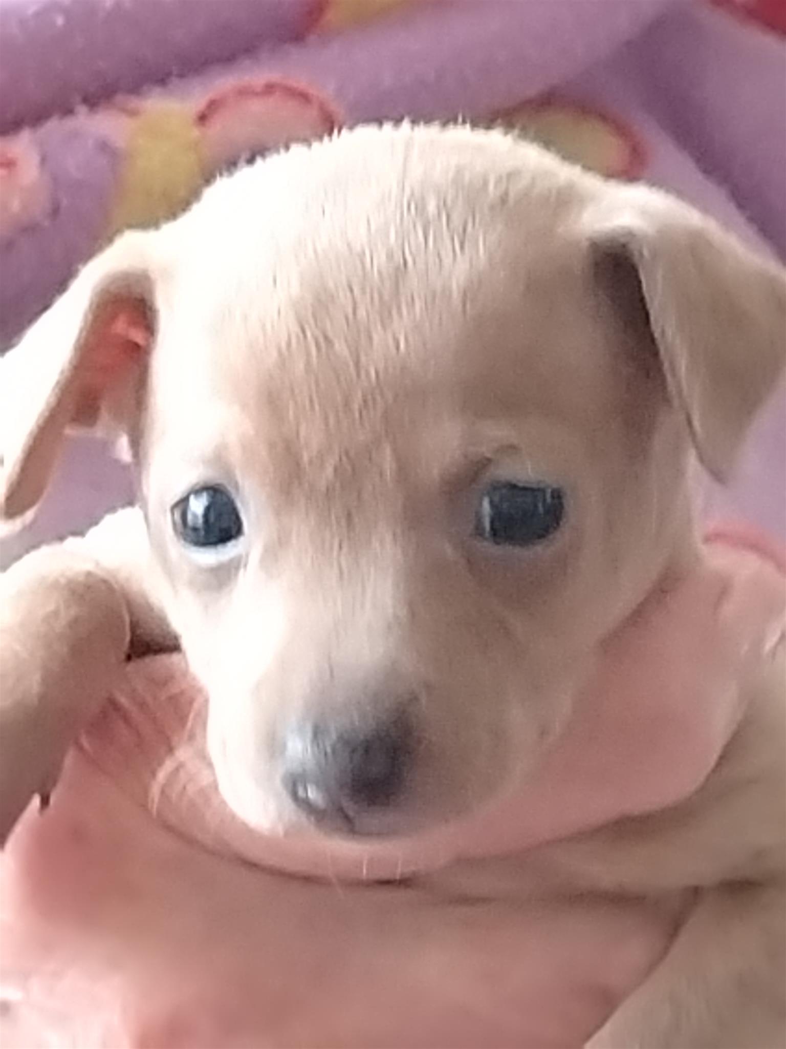 Full-bred Miniature Doberman Pincher puppies | Junk Mail Marketplace