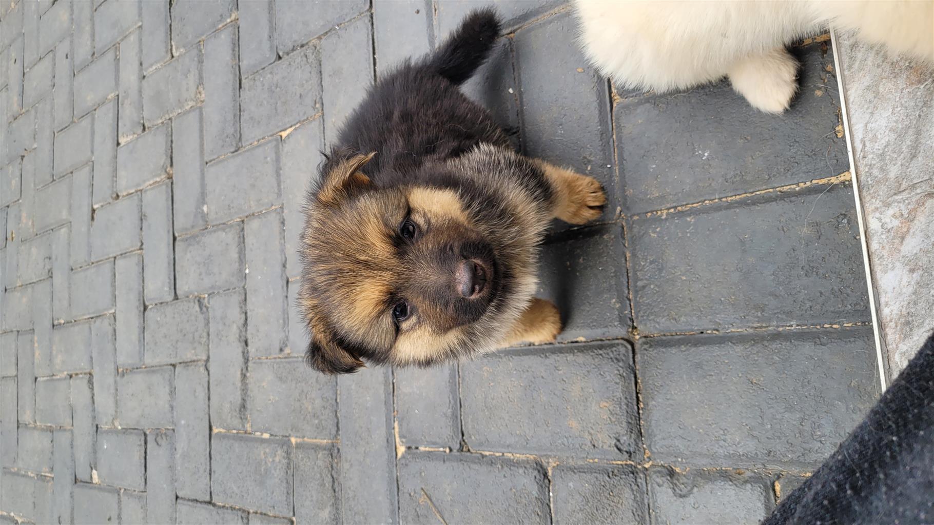 German shepherd puppies | Junk Mail Marketplace