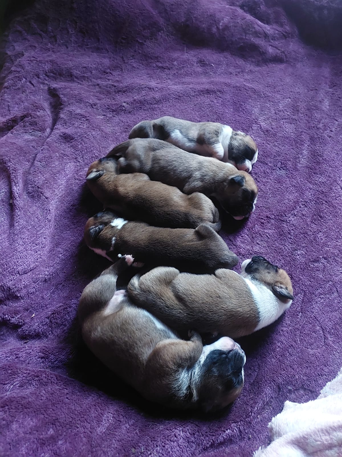 Boxer puppies for sale | Junk Mail Marketplace