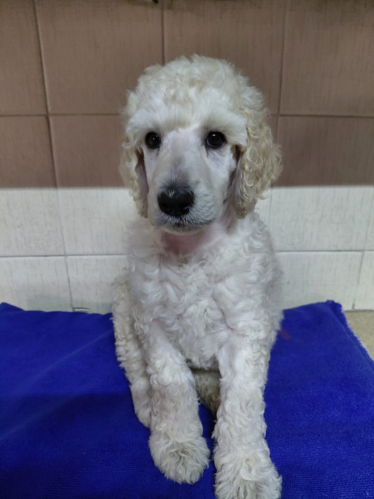 Standard French Poodles | Junk Mail Marketplace