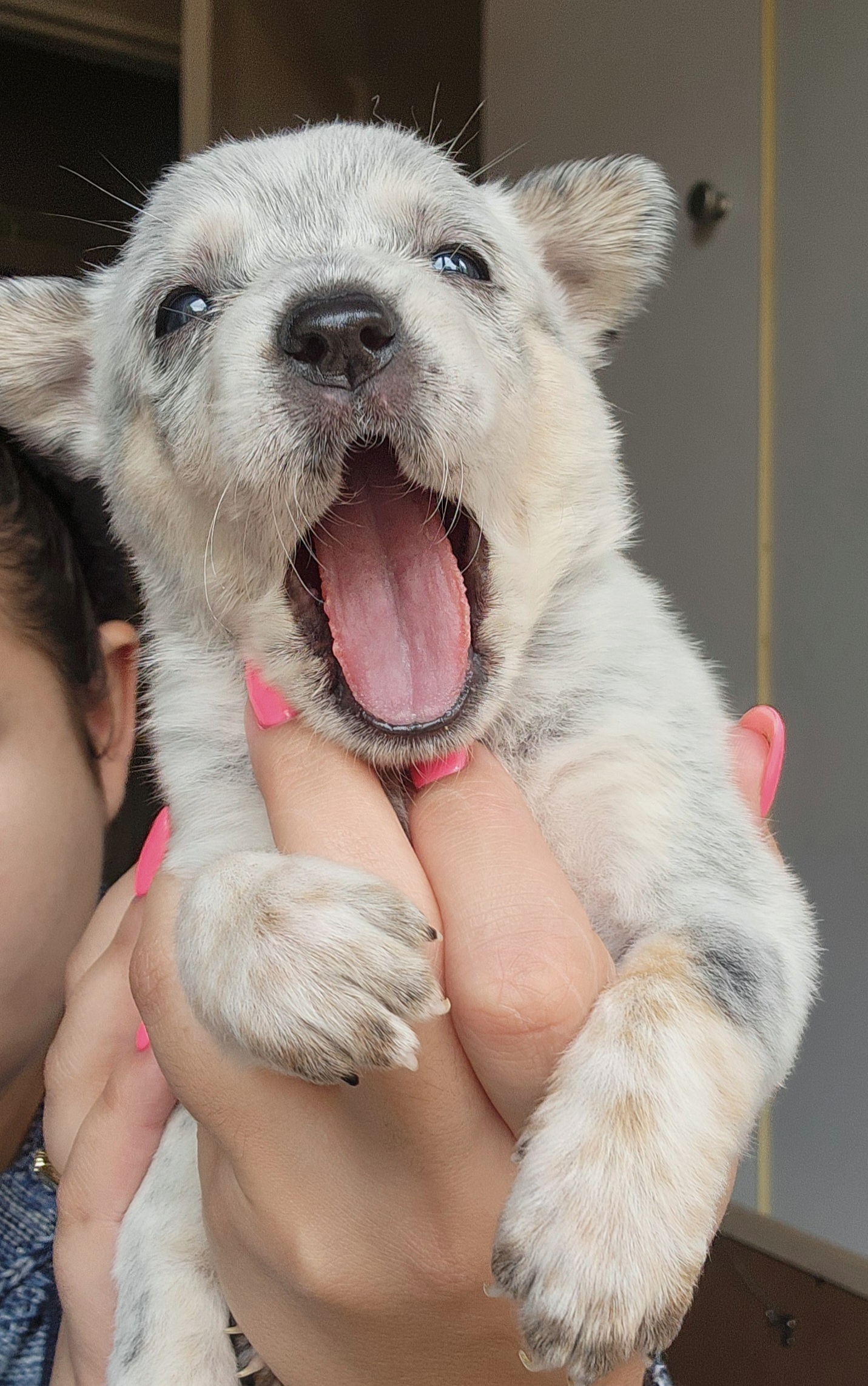 Australian cattle dogs ( Beeshonde ) | Junk Mail Marketplace