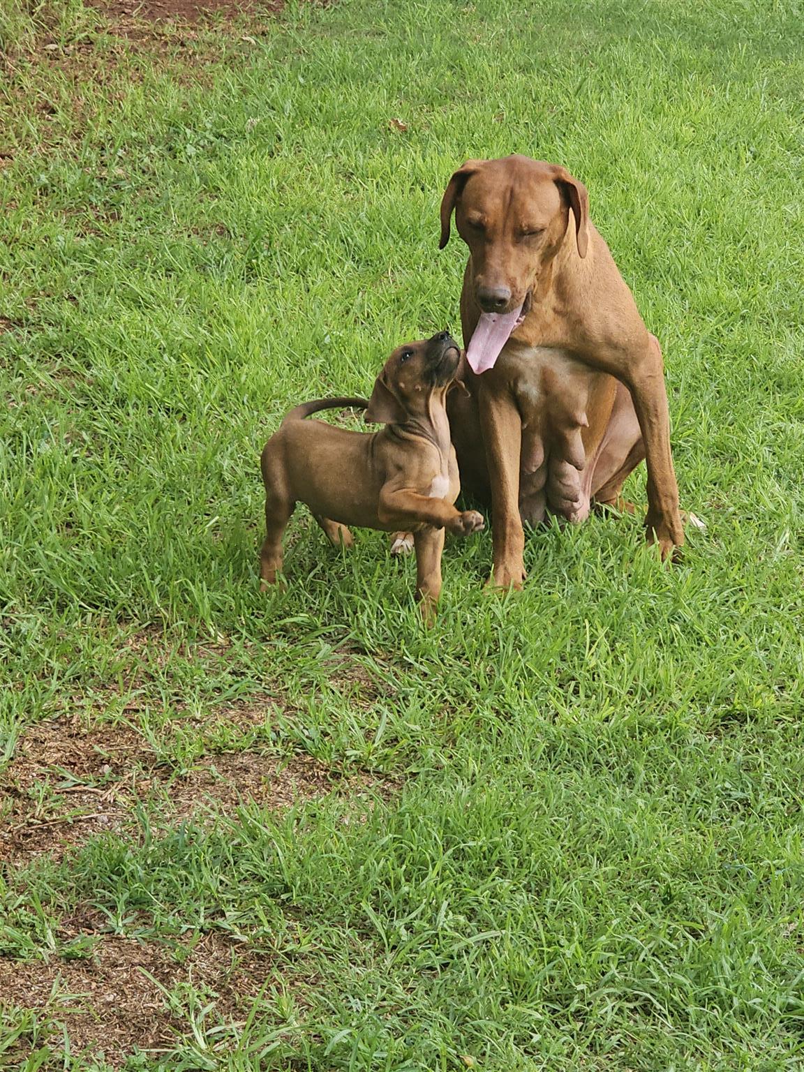 Rhodesian Ridgeback purebred puppies | Junk Mail Marketplace