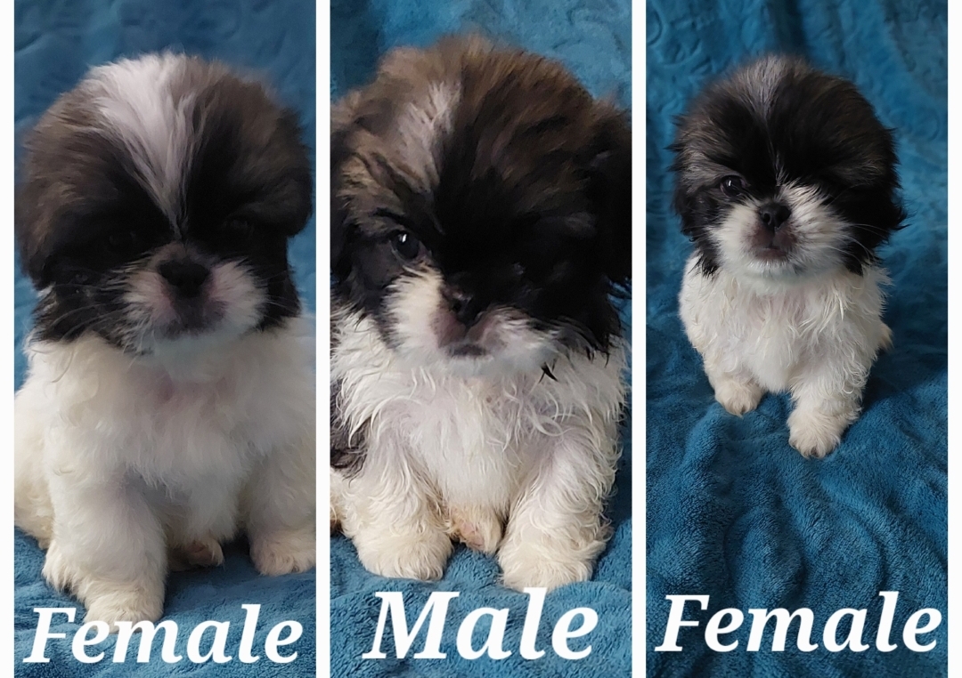Pure Bred Pekingese Puppies | Junk Mail Marketplace