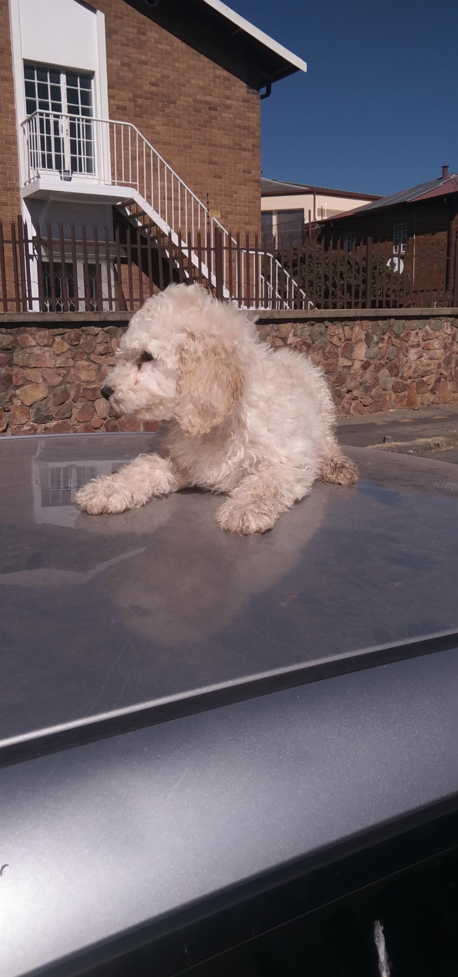 Standard French Poodles | Junk Mail