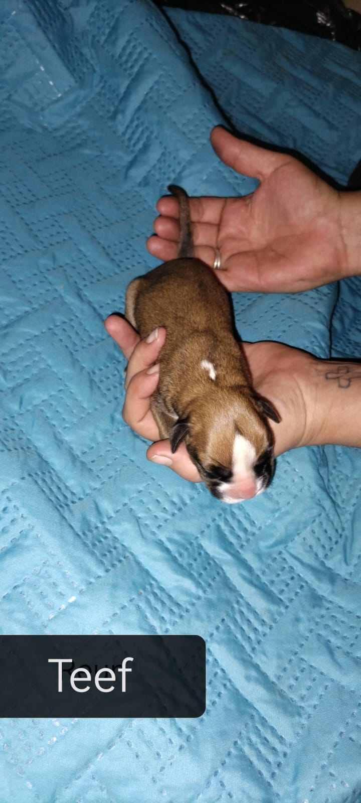 Boxer puppies | Junk Mail Marketplace