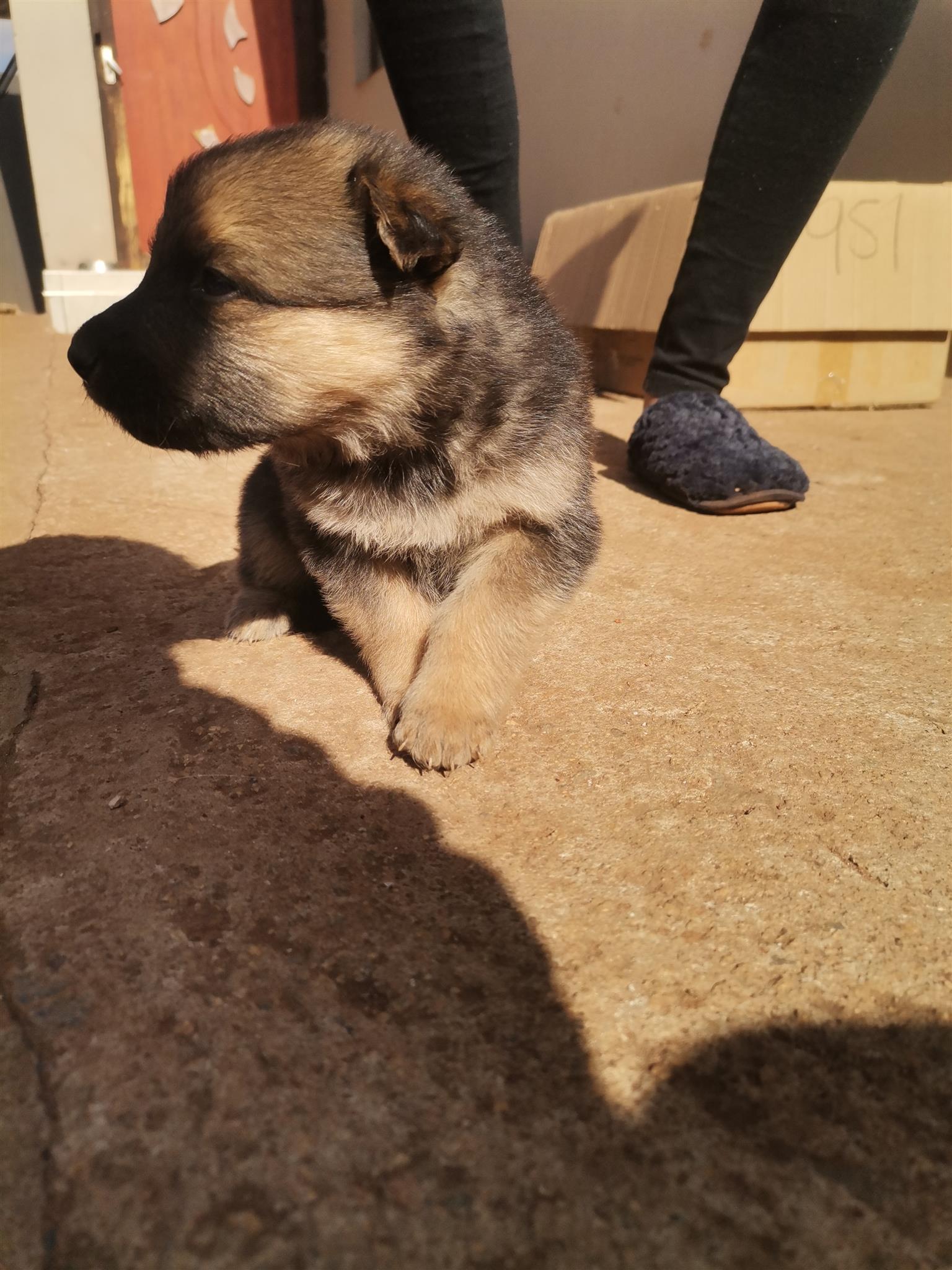 German shepherd puppies | Junk Mail