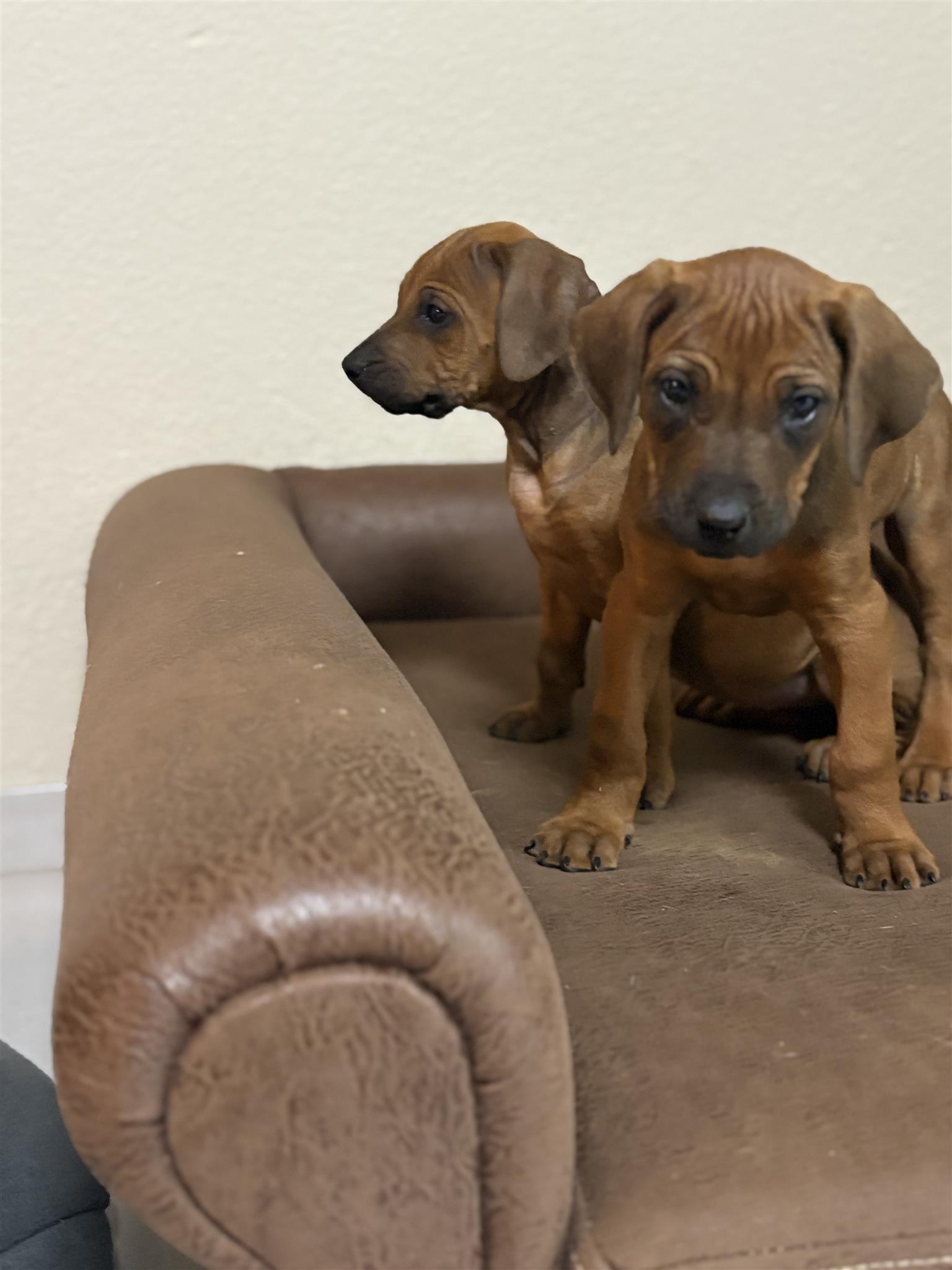 Rhodesian ridgeback puppies | Junk Mail Marketplace