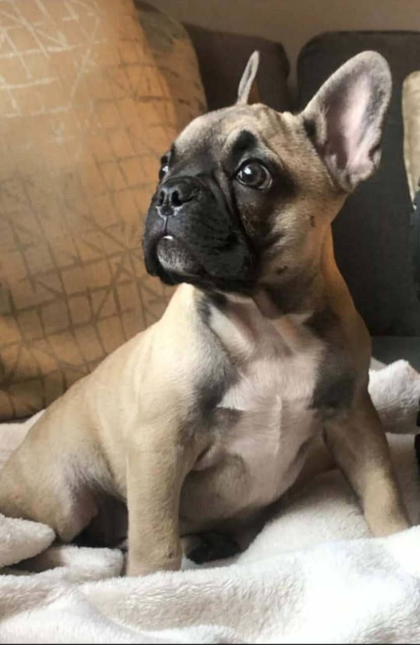 Beautiful Frenchie / French Bulldog puppies for sale | Junk Mail ...