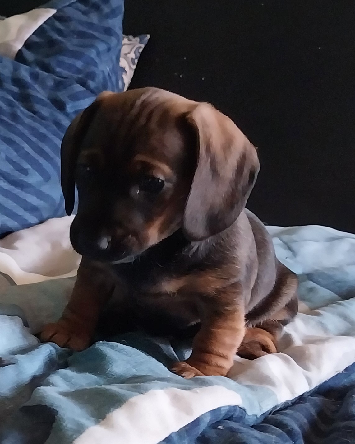 Two male 8 week old miniature Dutch Hound Puppies puppies | Junk Mail