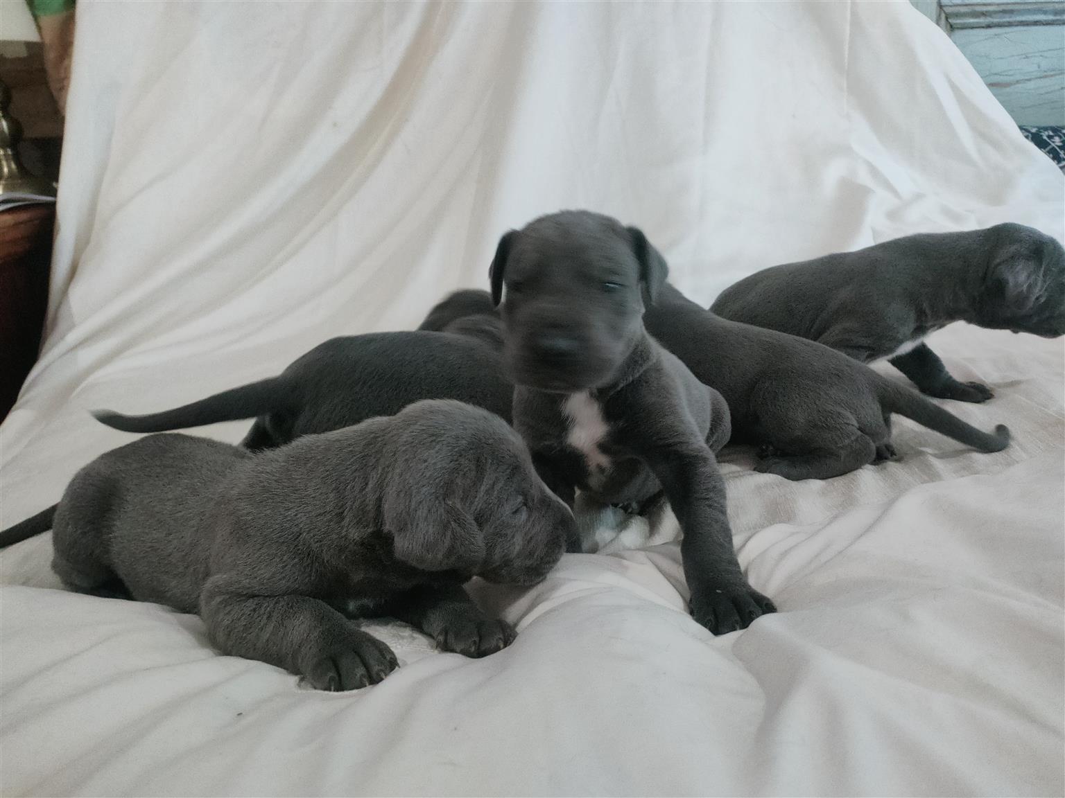 Blue Great Dane Puppies for sale | Junk Mail Marketplace