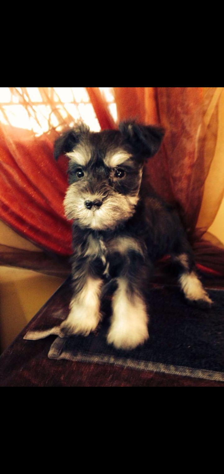 Beautiful miniature schnauzer puppies with brilliant white faces ...