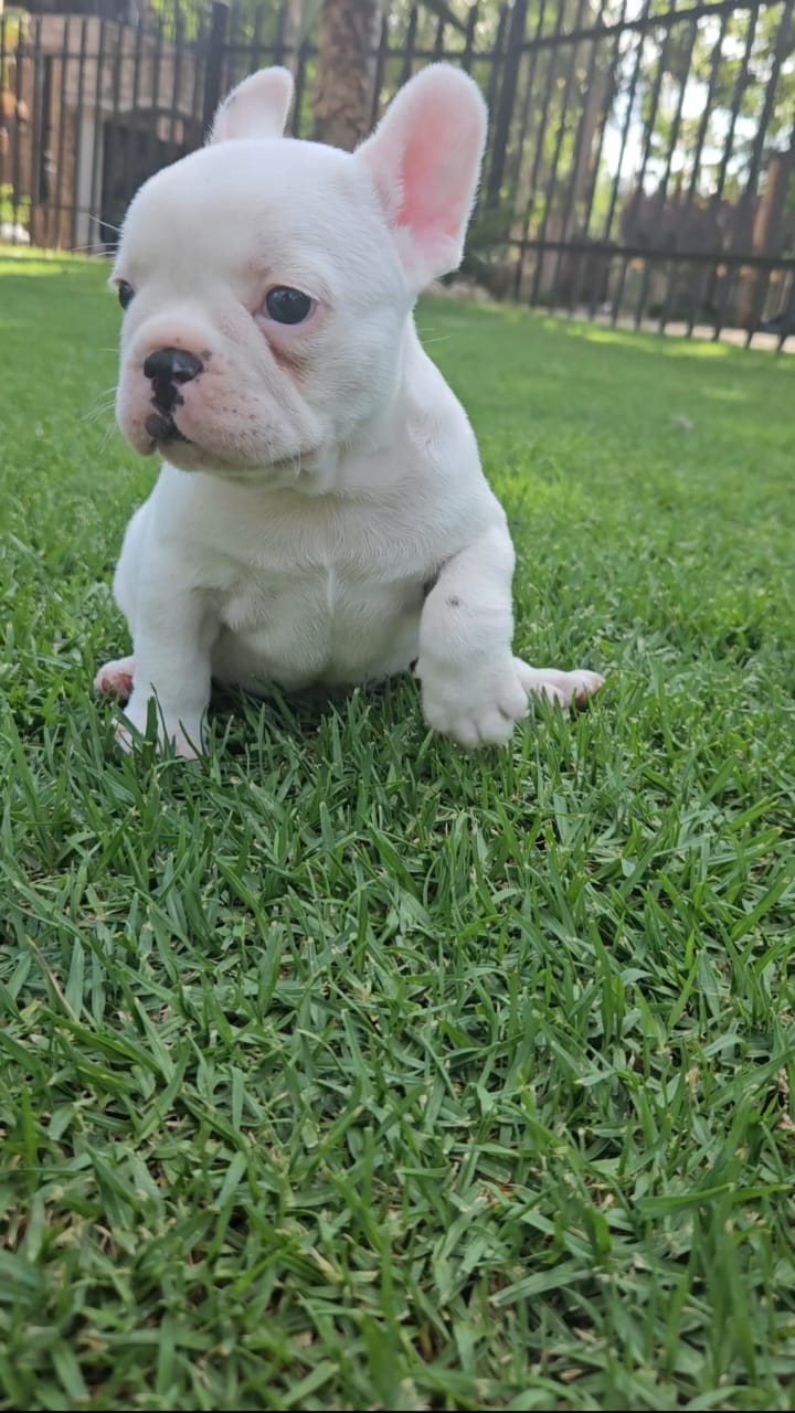 Beautiful Frenchie / French Bulldog puppies for sale | Junk Mail ...