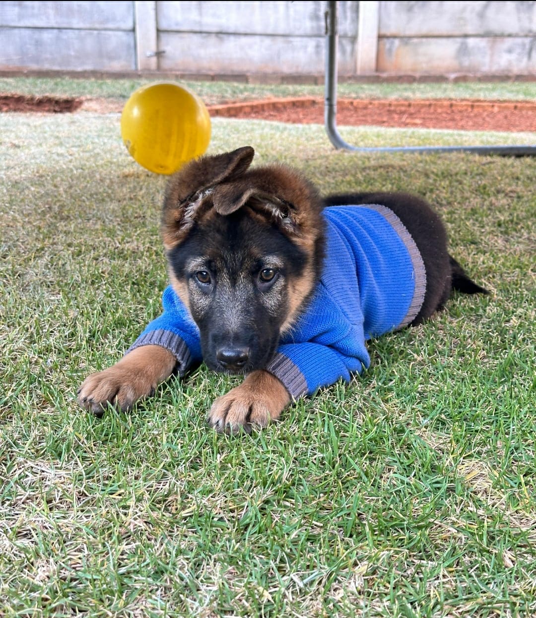 German Shepherd Puppies | Junk Mail Marketplace