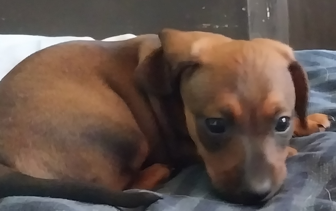 Two male 8 week old miniature Dutch Hound Puppies puppies | Junk Mail