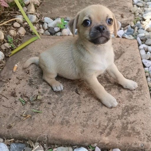 Jack Russell X Pekingese | Junk Mail Marketplace