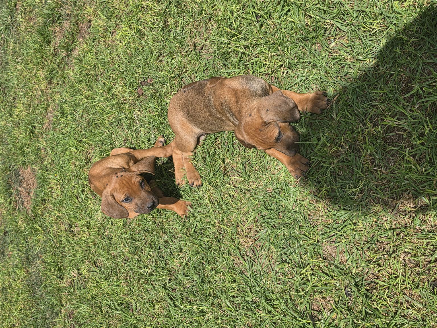 Rhodesian Ridgeback puppies dewormed and inoculations Krugersdorp ...