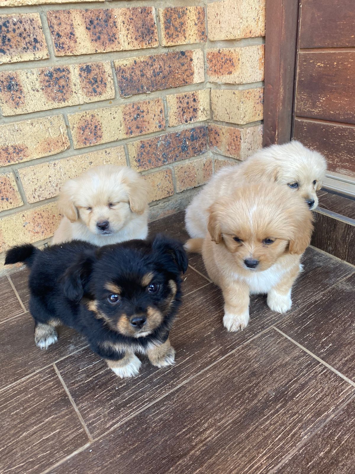 Long hair Dachshund Pekingese Puppies | Junk Mail Marketplace