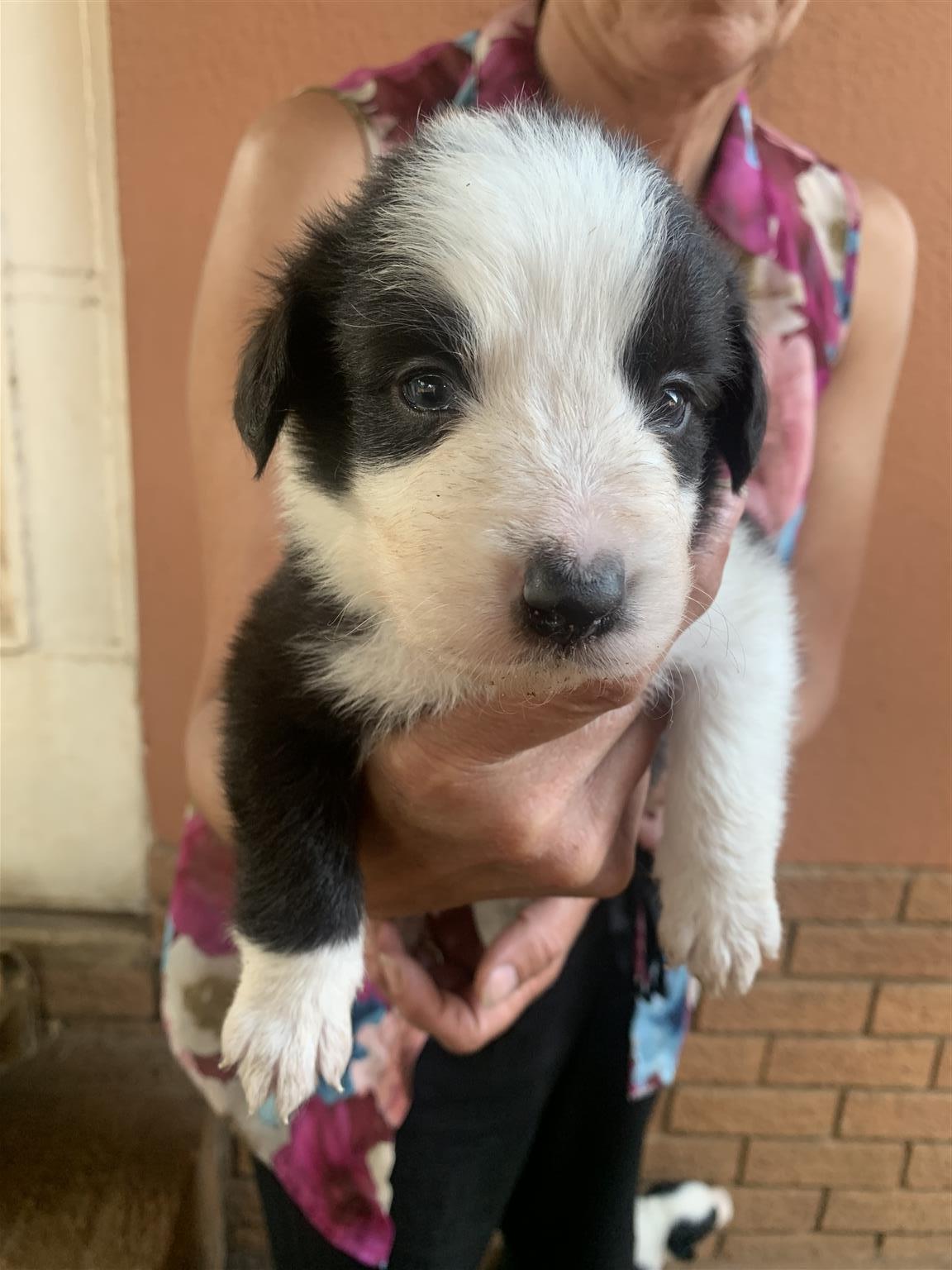 BorderCollies for sale / Skaaphondjies te koop | Junk Mail Marketplace