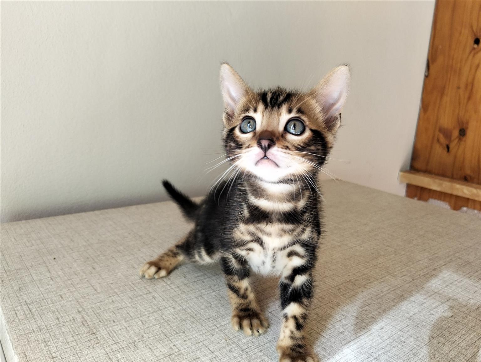 Pure Bred Bengal Kittens | Junk Mail Marketplace