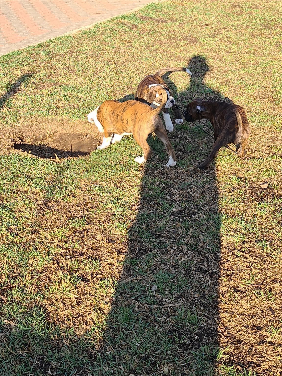 Boxer Puppies | Junk Mail
