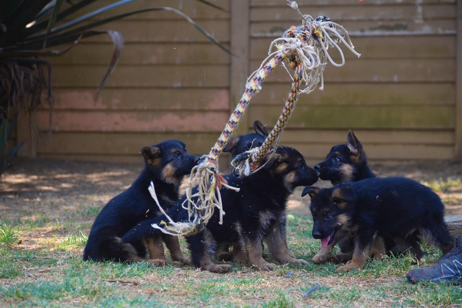 German Shepherd puppies | Junk Mail Marketplace