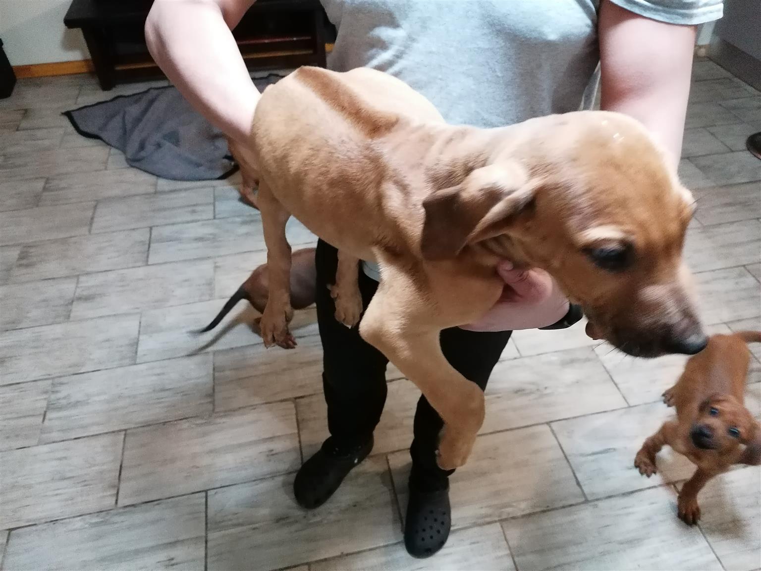 Rhodesian Ridgeback puppies for sale | Junk Mail Marketplace