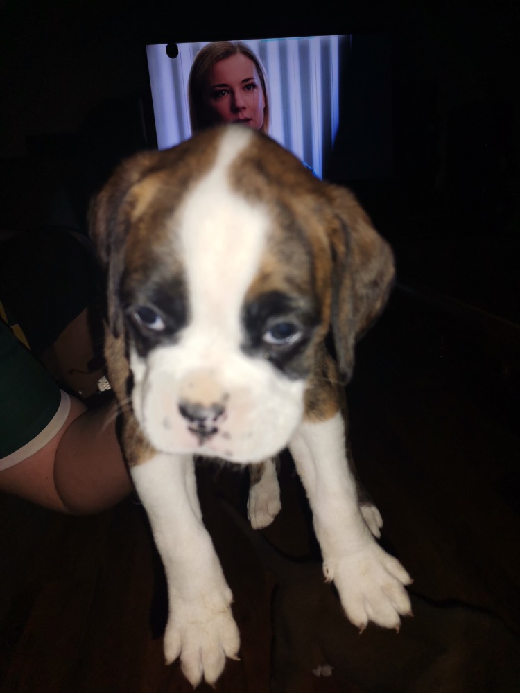 5 Boxer Puppies | Junk Mail Marketplace