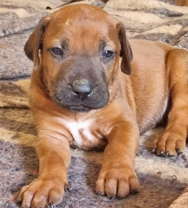 Purebred Rhodesian Ridgeback puppies for sale | Junk Mail