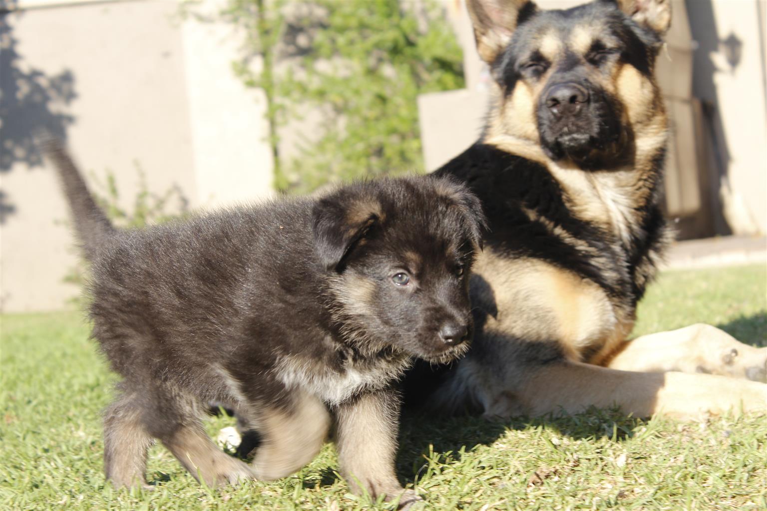 German Shepherd puppies looking for loving homes | Junk Mail