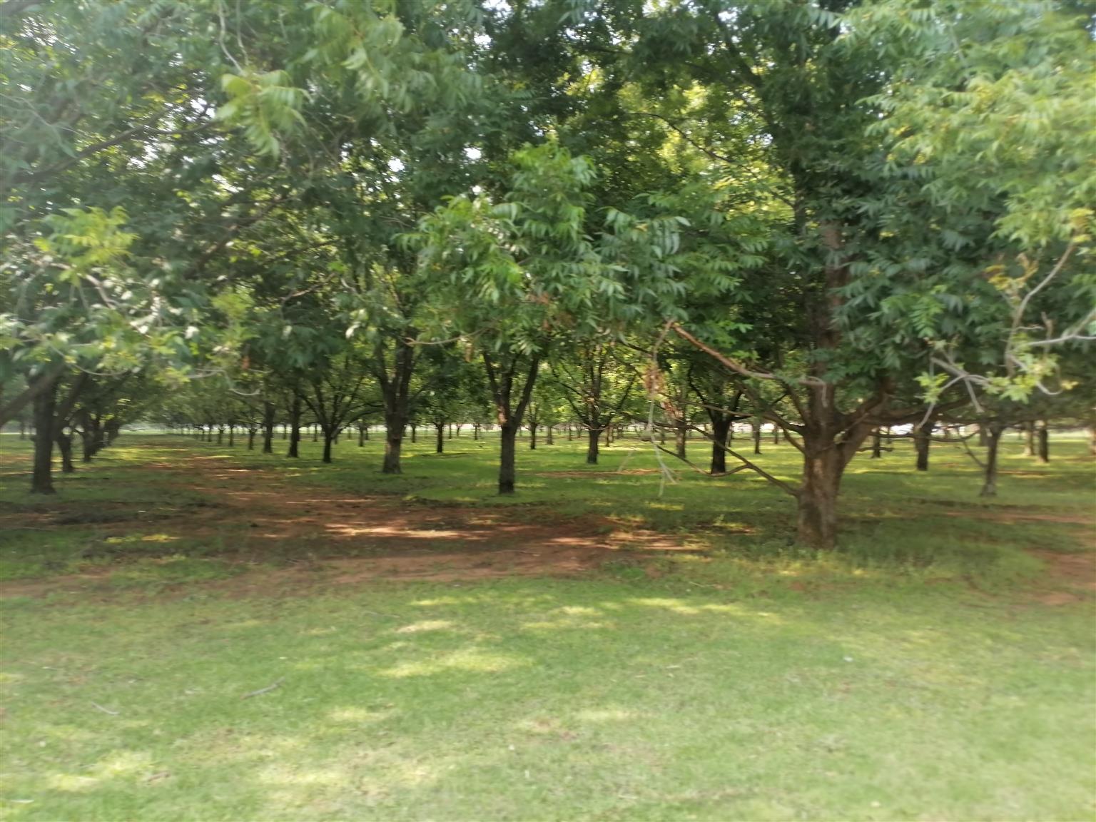 INVESTMENT FARM FOR SALE ( BEACON NUT FARM) | Junk Mail Marketplace
