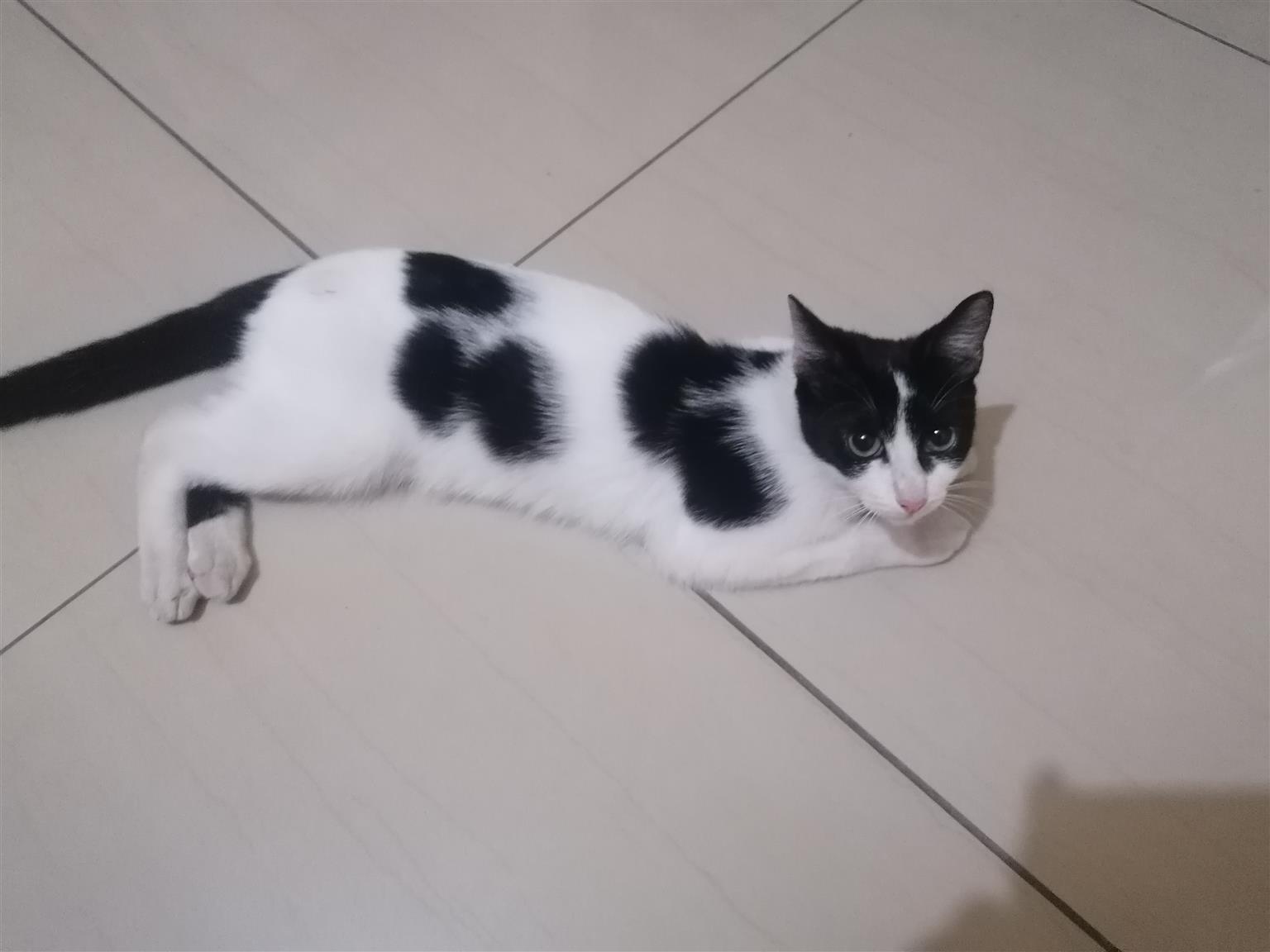 KITTENS 3x 7months old all sterilized | Junk Mail Marketplace