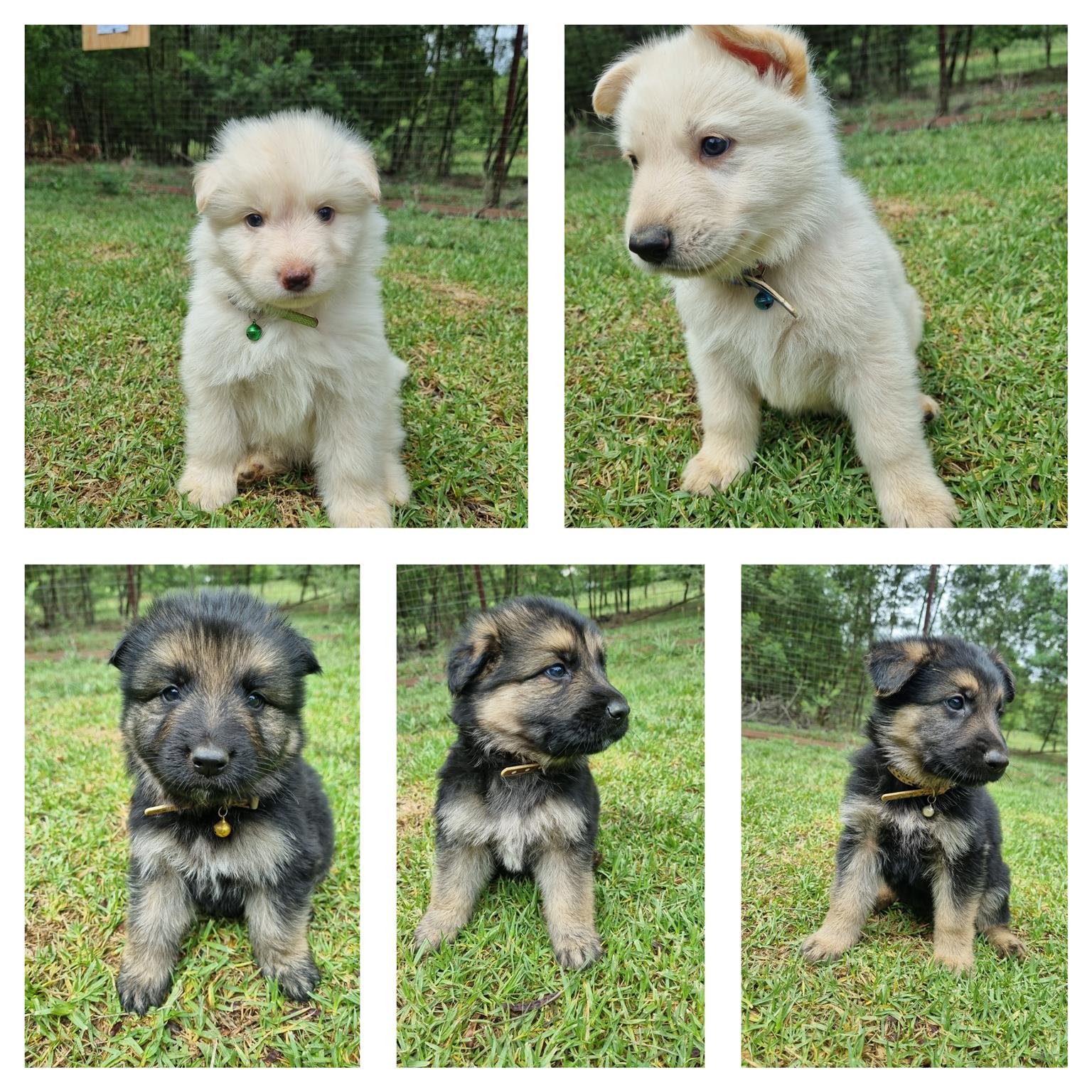 GSD puppies | Junk Mail
