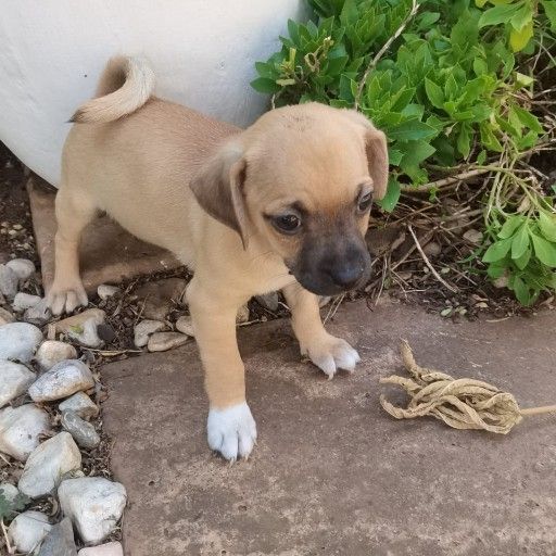 Jack Russell X Pekingese | Junk Mail Marketplace