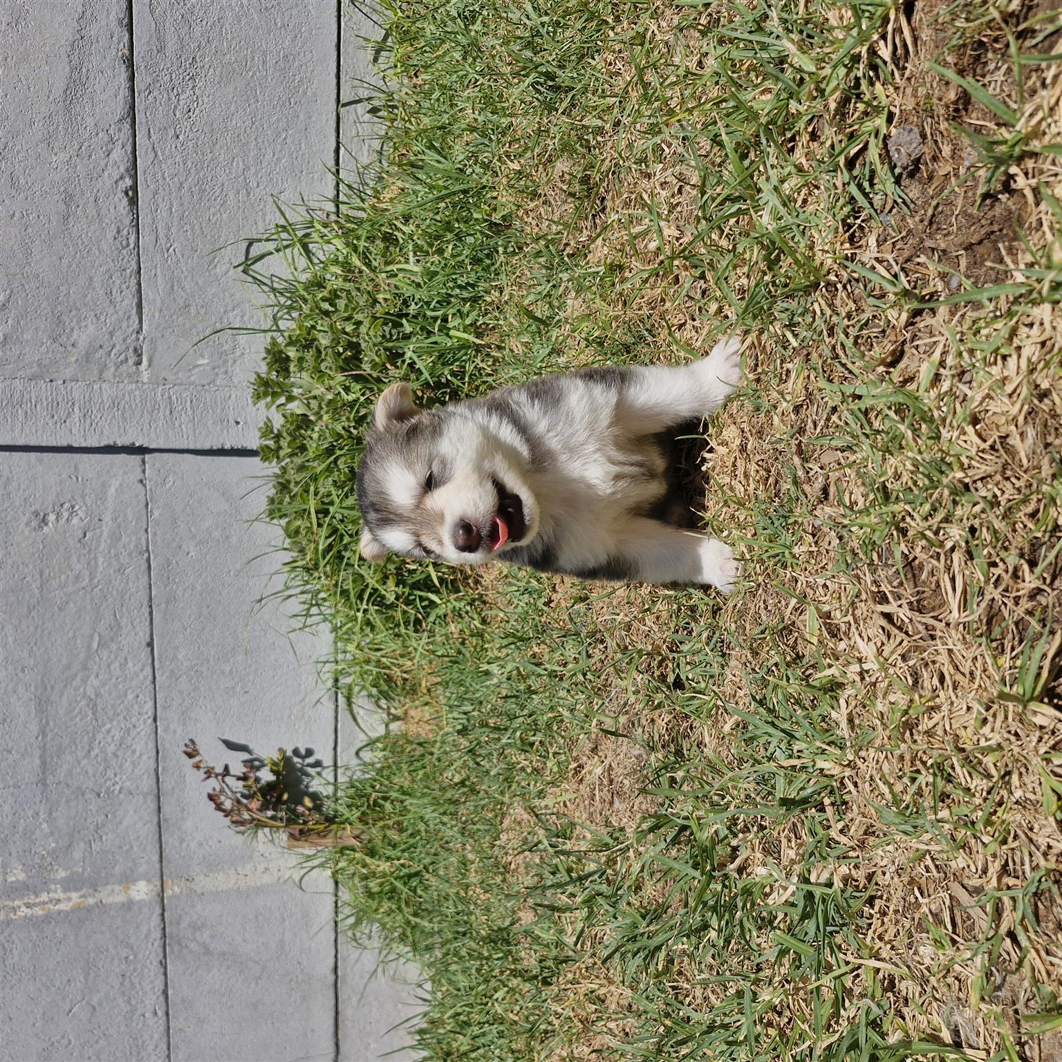 Pure breed husky puppies | Junk Mail Marketplace