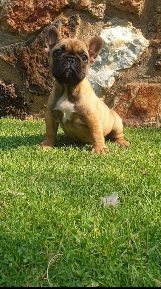 Beautiful Frenchie / French Bulldog puppies for sale | Junk Mail ...