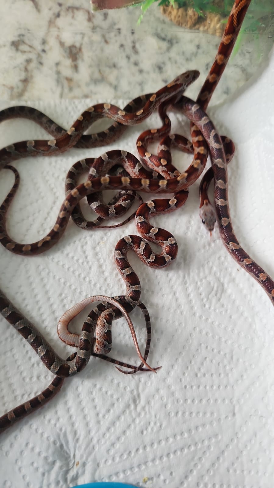 Baby Bloodred Corn Snakes | Junk Mail Marketplace