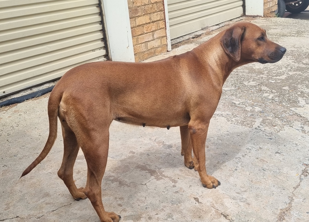 Purebred Rhodesian Ridgeback puppies for sale | Junk Mail Marketplace