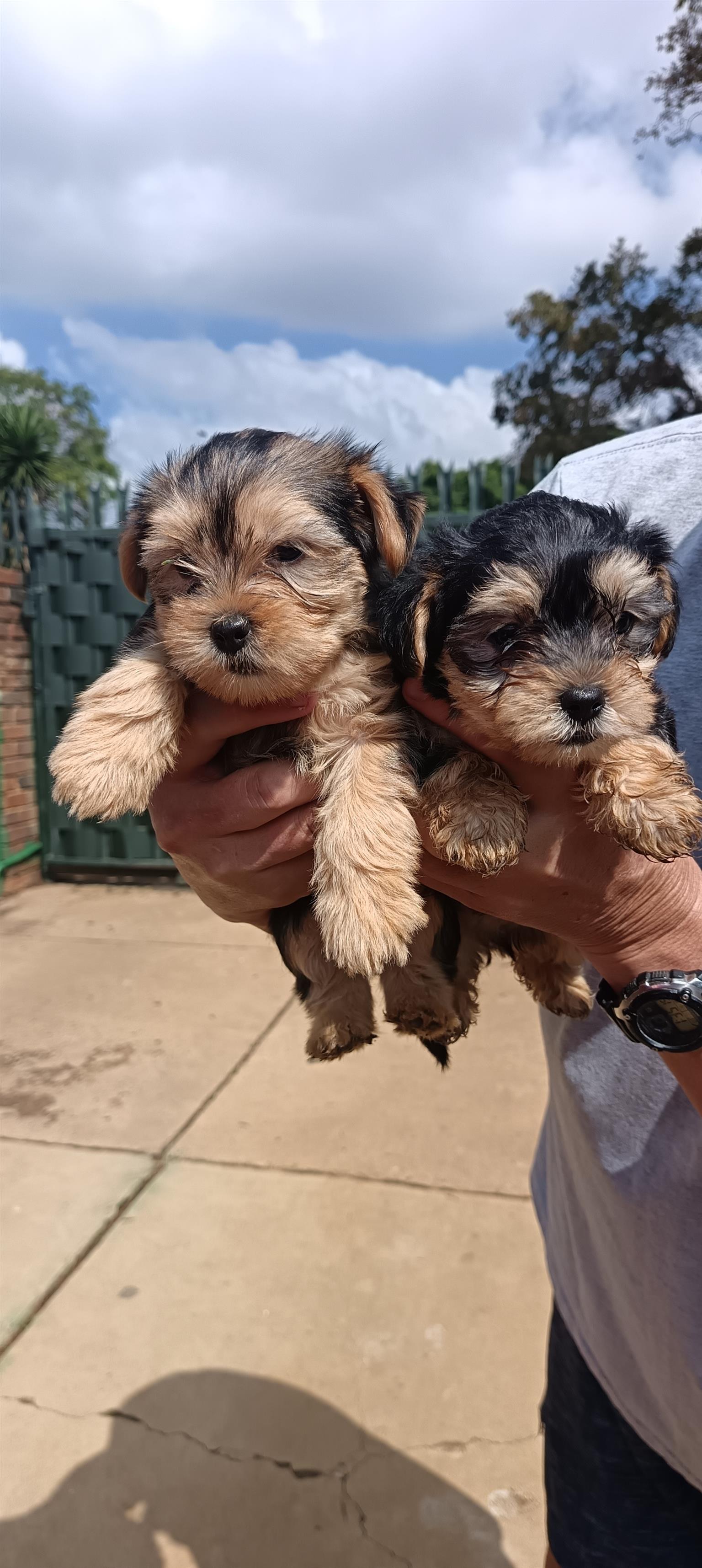Yorkies te Koop. Females 27 Feb gebore. Kontak my gerus Martie | Junk ...