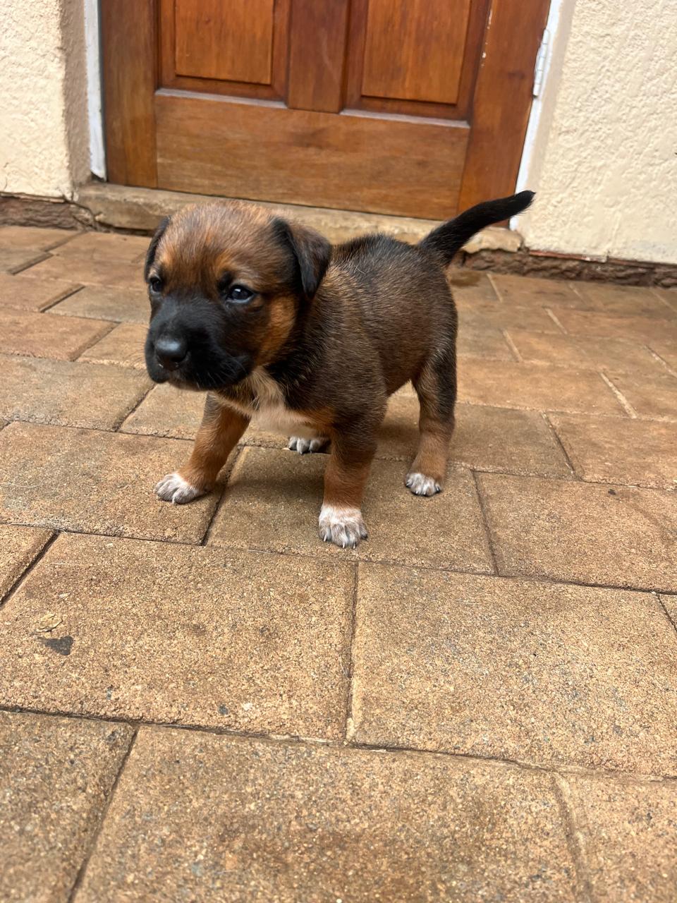 Rhodesian Ridgeback Cattledog pup | Junk Mail Marketplace