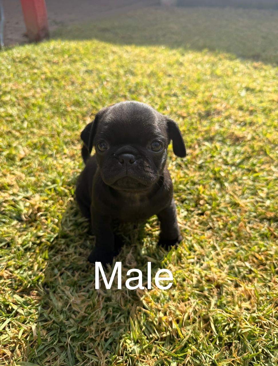 Adorable Pug Puppies – Vaccinated | Junk Mail Marketplace