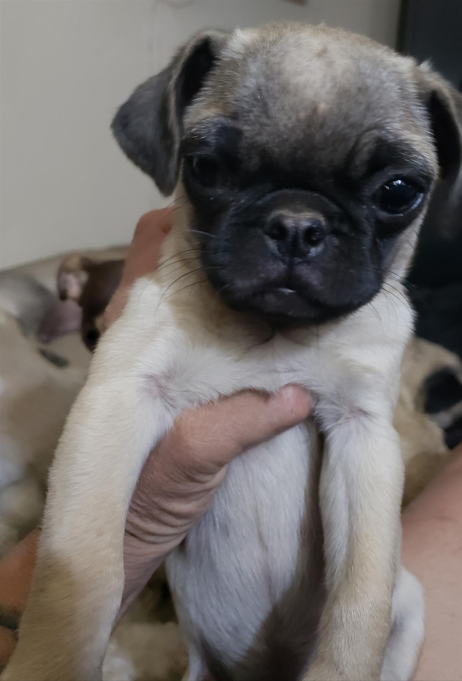 Pug female | Junk Mail Marketplace