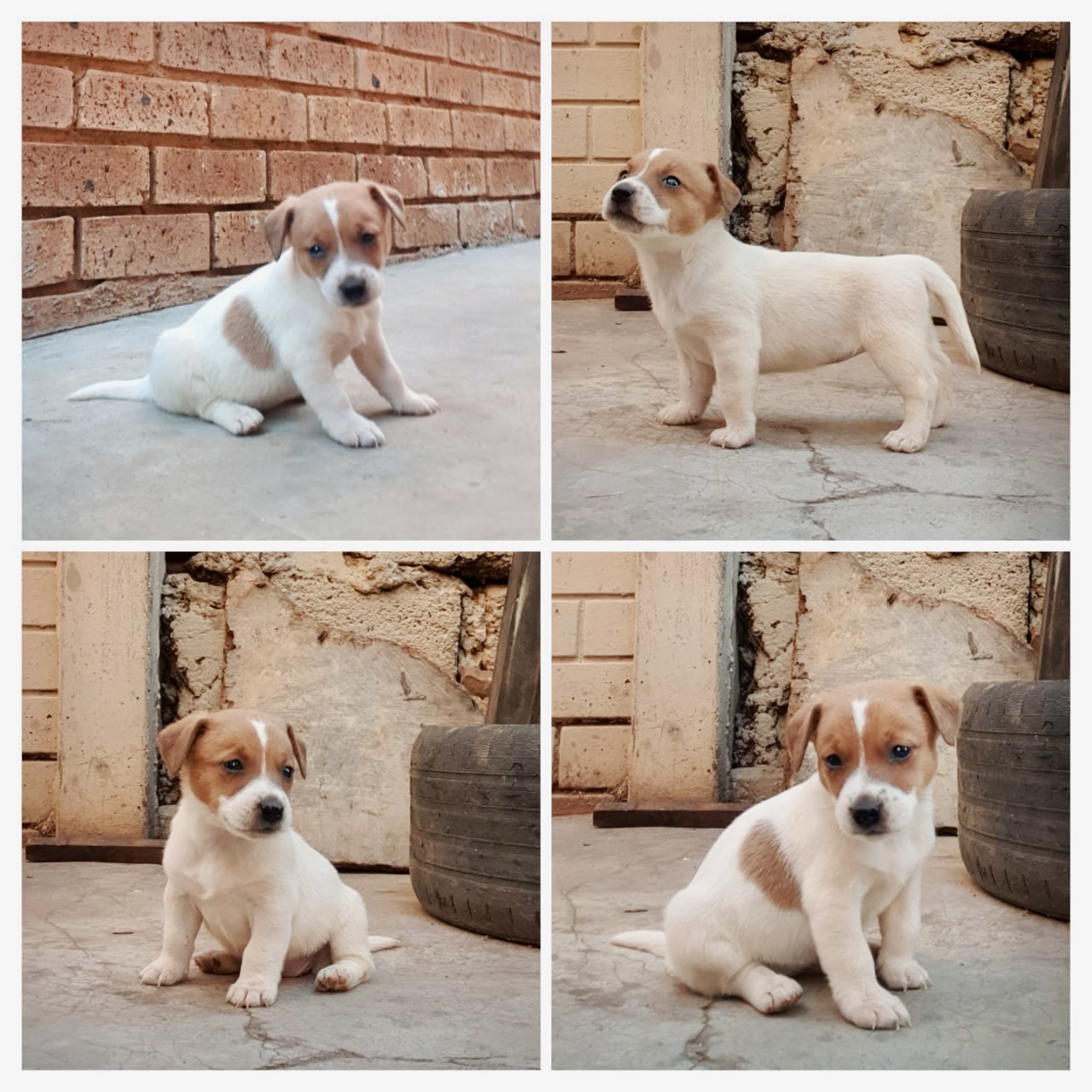 A brown and white pure breed Jack Russell ready for its forever home ...