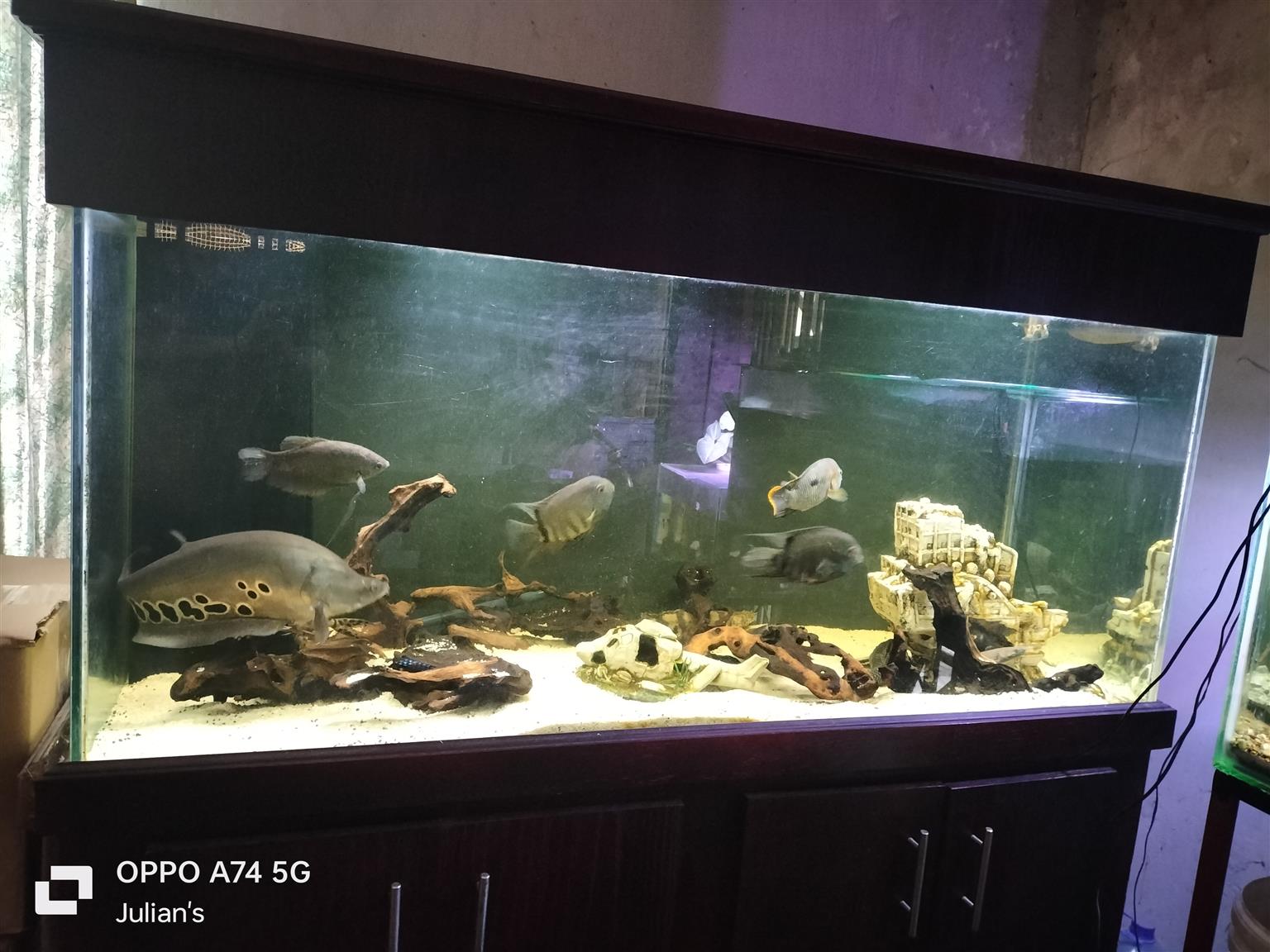 700 liter fish tank | Junk Mail Marketplace