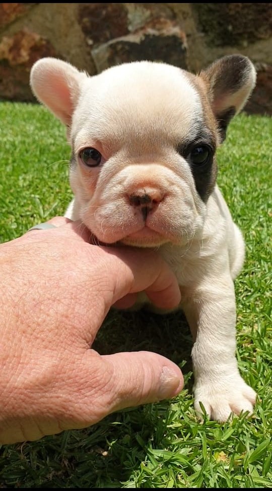 Beautiful Frenchie / French Bulldog puppies for sale | Junk Mail ...