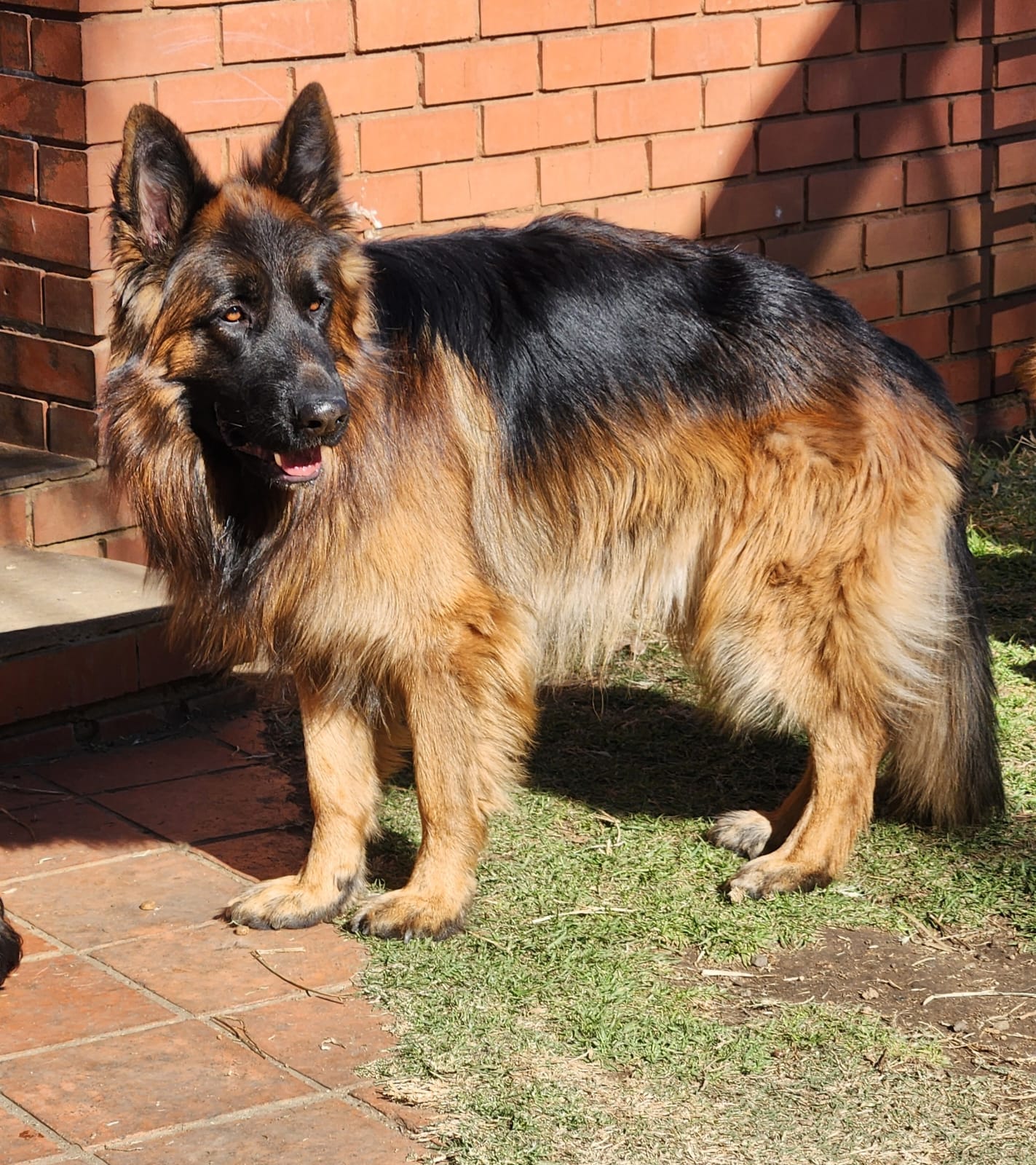 German Shepherd female puppies | Junk Mail Marketplace